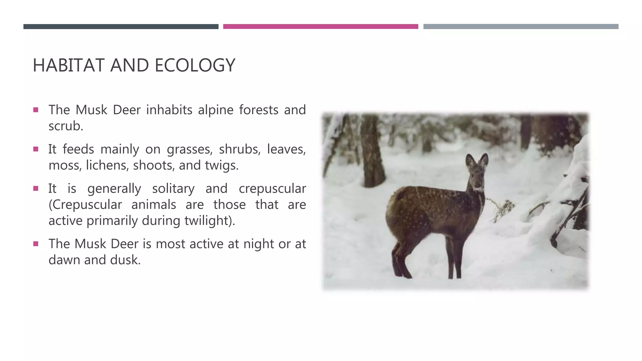 Himalayan musk deer ecology and conservation project | PPTX