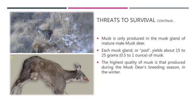 Himalayan musk deer ecology and conservation project | PPTX | Zoos ...
