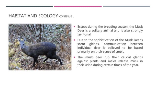 Himalayan musk deer ecology and conservation project | PPTX | Zoos ...