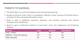 Himalayan musk deer ecology and conservation project | PPTX