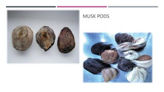 Himalayan Musk Deer Pods