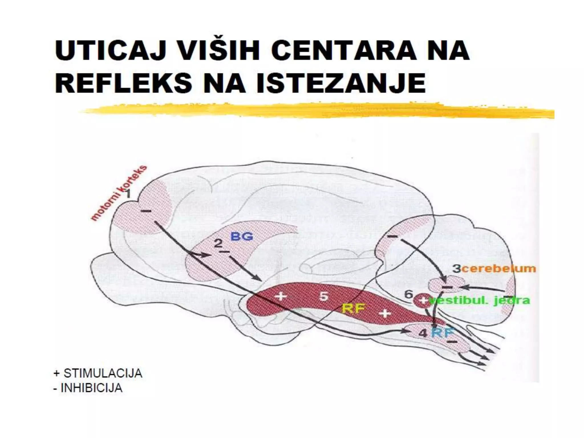 Prakticna nastava cns - cetvri blok - motorika, refleksi | PPT