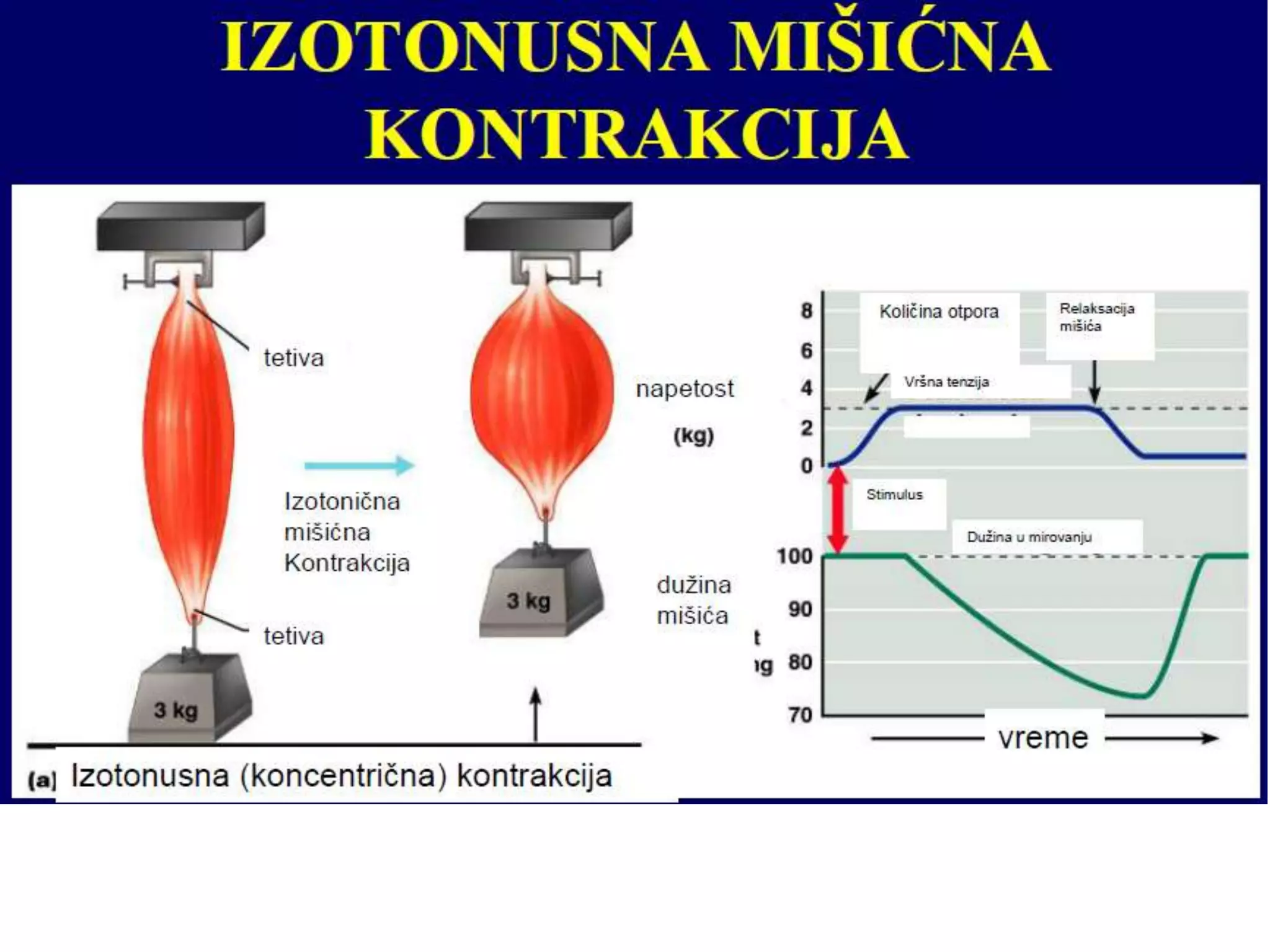 Prakticna nastava cns - drugi blok, misici | PPT