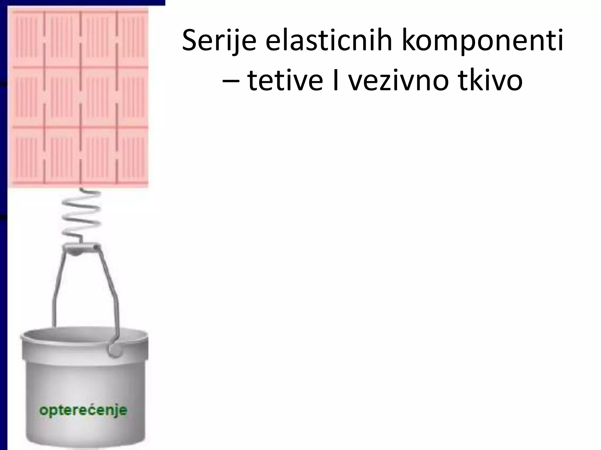 Prakticna nastava cns - drugi blok, misici | PPT