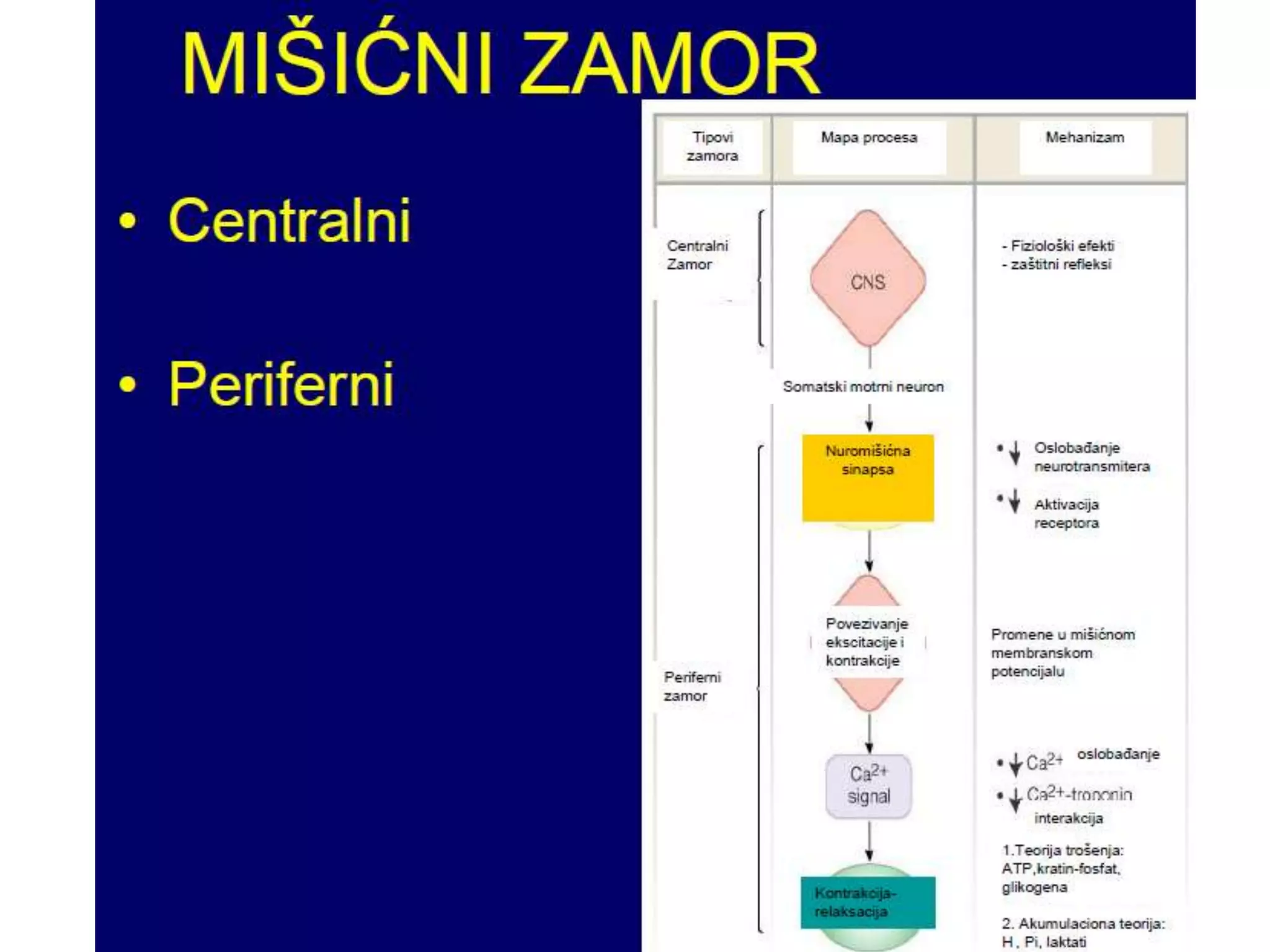 Prakticna nastava cns - drugi blok, misici | PPT