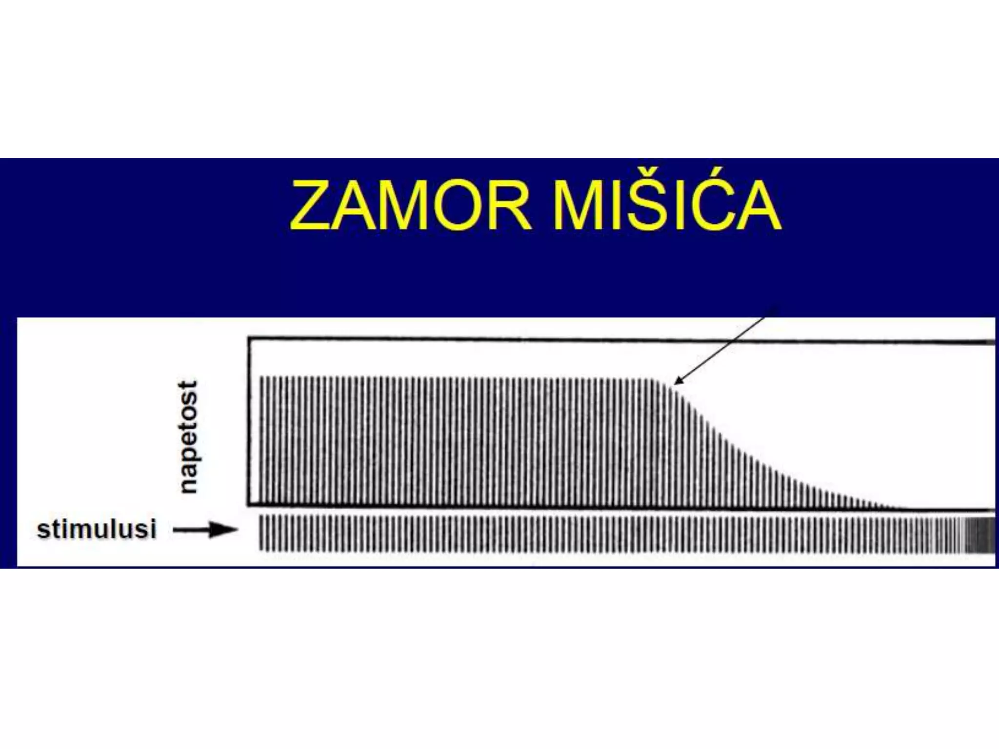 Prakticna nastava cns - drugi blok, misici | PPT