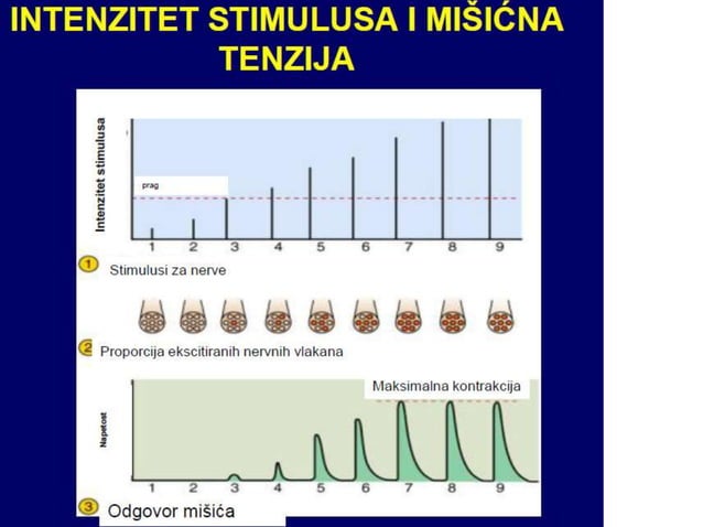 Prakticna nastava cns - drugi blok, misici | PPT