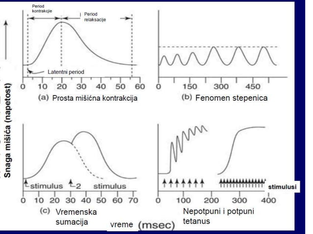 Prakticna nastava cns - drugi blok, misici | PPT