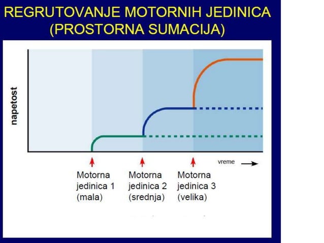Prakticna nastava cns - drugi blok, misici | PPT