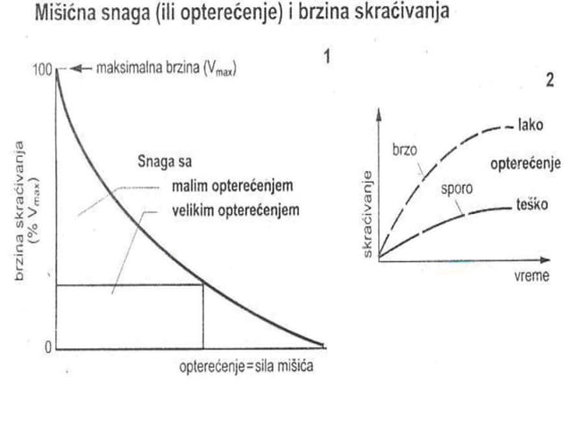 Prakticna nastava cns - drugi blok, misici | PPTX