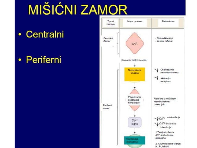 Prakticna nastava cns - drugi blok, misici | PPTX