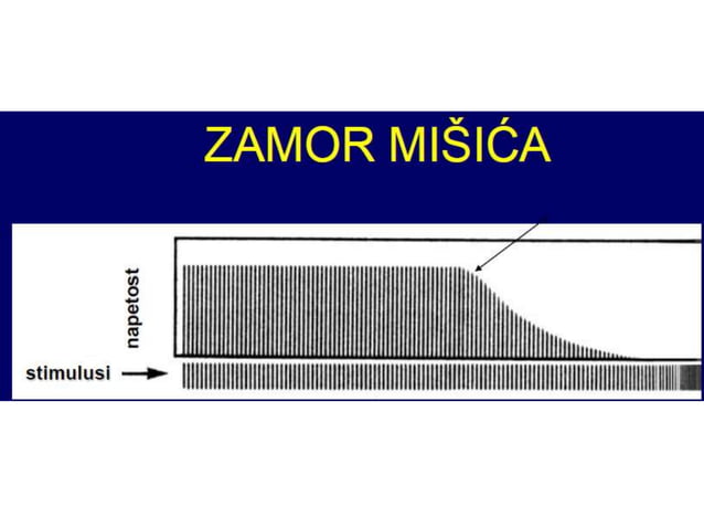 Prakticna nastava cns - drugi blok, misici | PPTX