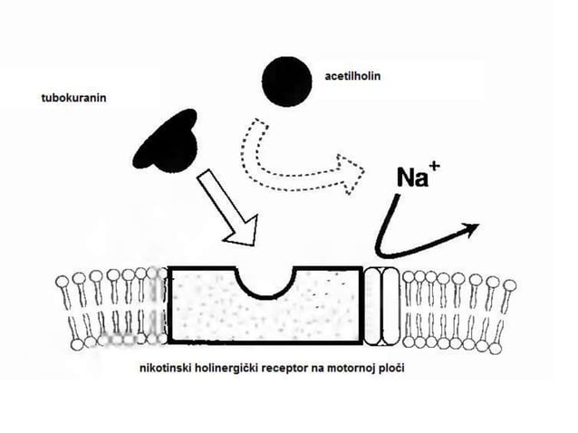 Prakticna nastava cns - drugi blok, misici | PPT