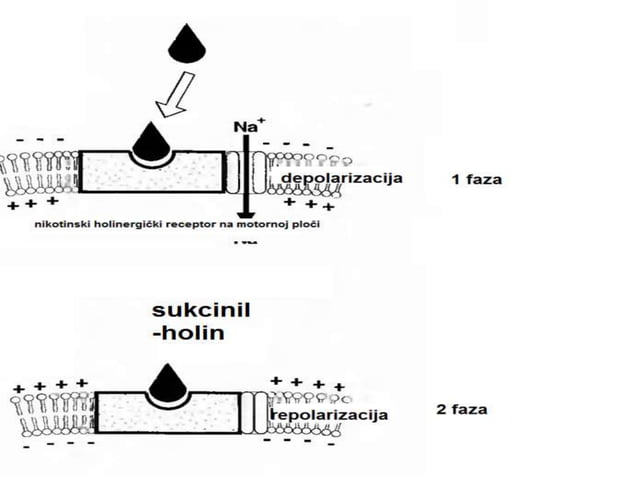 Prakticna nastava cns - drugi blok, misici | PPT