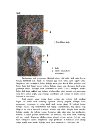 Praktikum amfibi | DOCX