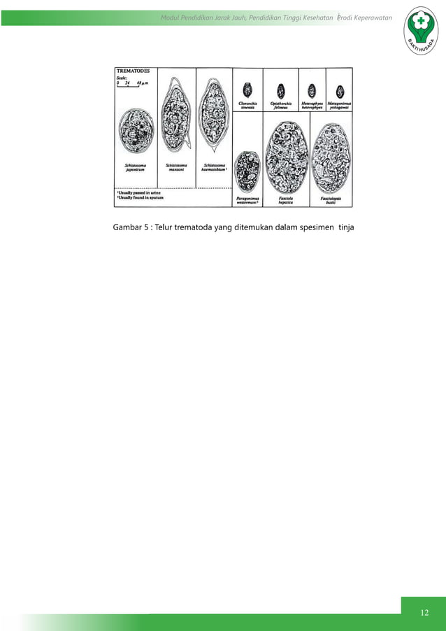 Pemeriksaan Tinja : Parasit Cacing | PDF
