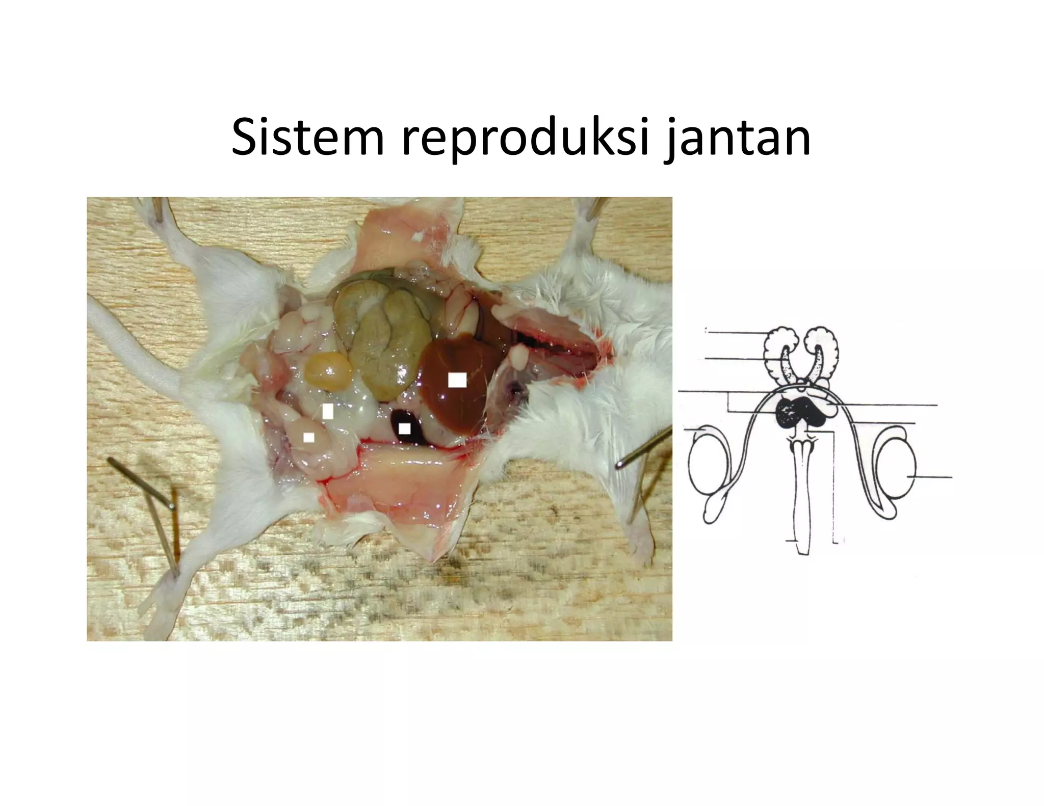 Praktikum 1 sistem_reproduksi | PDF