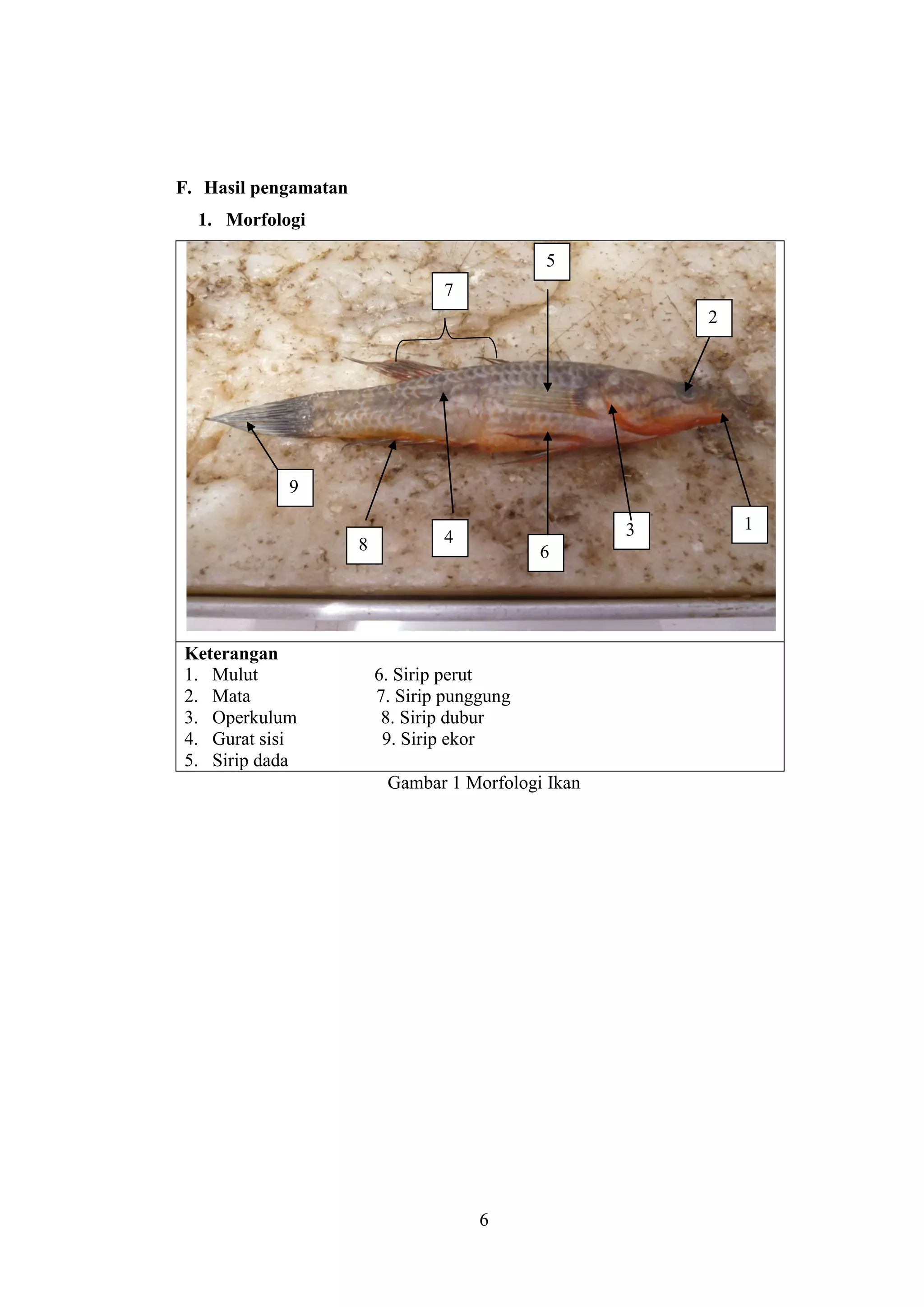 Laporan Praktikum 2 Osteichtyes | PDF