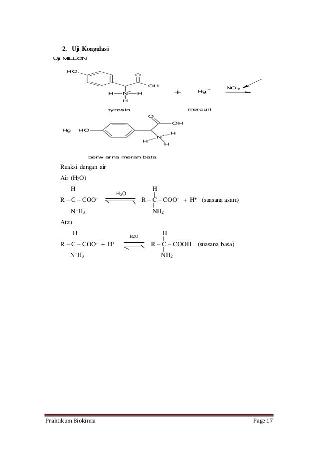 Laporan Reaksi Uji Protein Biokimia
