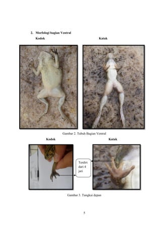 Laporan Praktikum 3 Amphibia | PDF