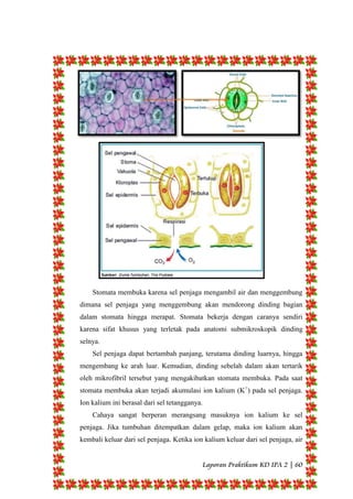 Praktikum Mengetahui Letak Stomata, Cara Membuka dan Menutup Stomata ...