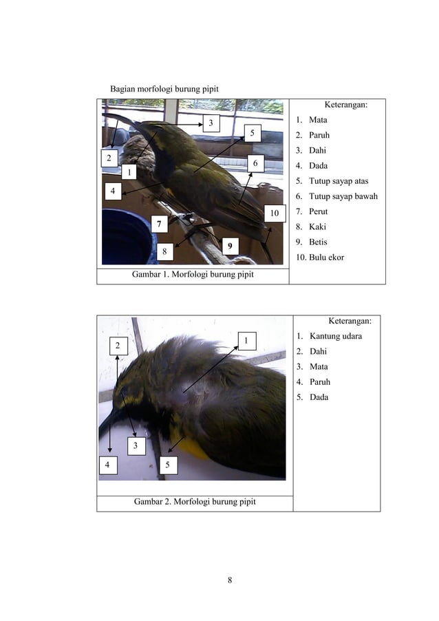 Laporan Praktikum 6 Identifikasi Burung | PDF