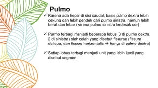 MATERI PRESENTASI INI BERISI TENTANG ANATOMI THORAX, JANTUNG DAN PARU ...