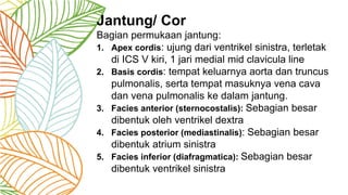 MATERI PRESENTASI INI BERISI TENTANG ANATOMI THORAX, JANTUNG DAN PARU ...