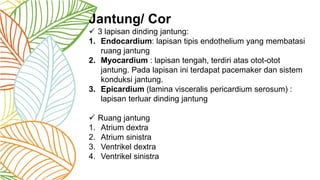 MATERI PRESENTASI INI BERISI TENTANG ANATOMI THORAX, JANTUNG DAN PARU ...