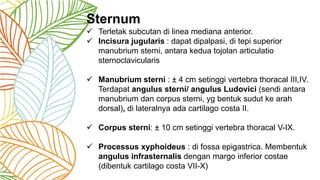 MATERI PRESENTASI INI BERISI TENTANG ANATOMI THORAX, JANTUNG DAN PARU ...