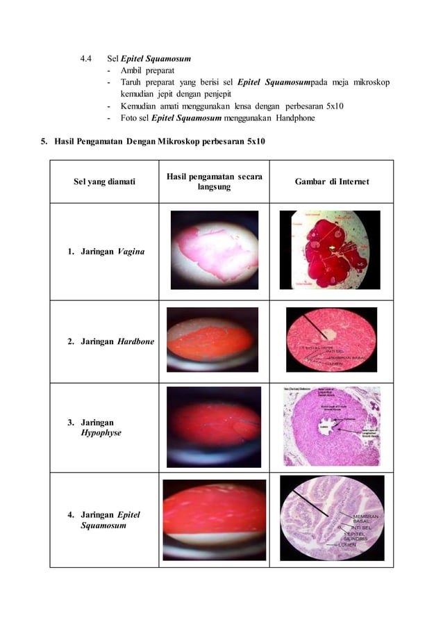 Praktikum biologi ipa 1 | DOCX