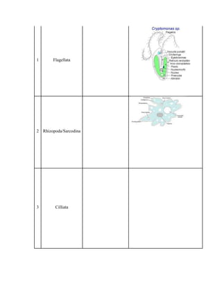 Praktikum bio protista | DOCX