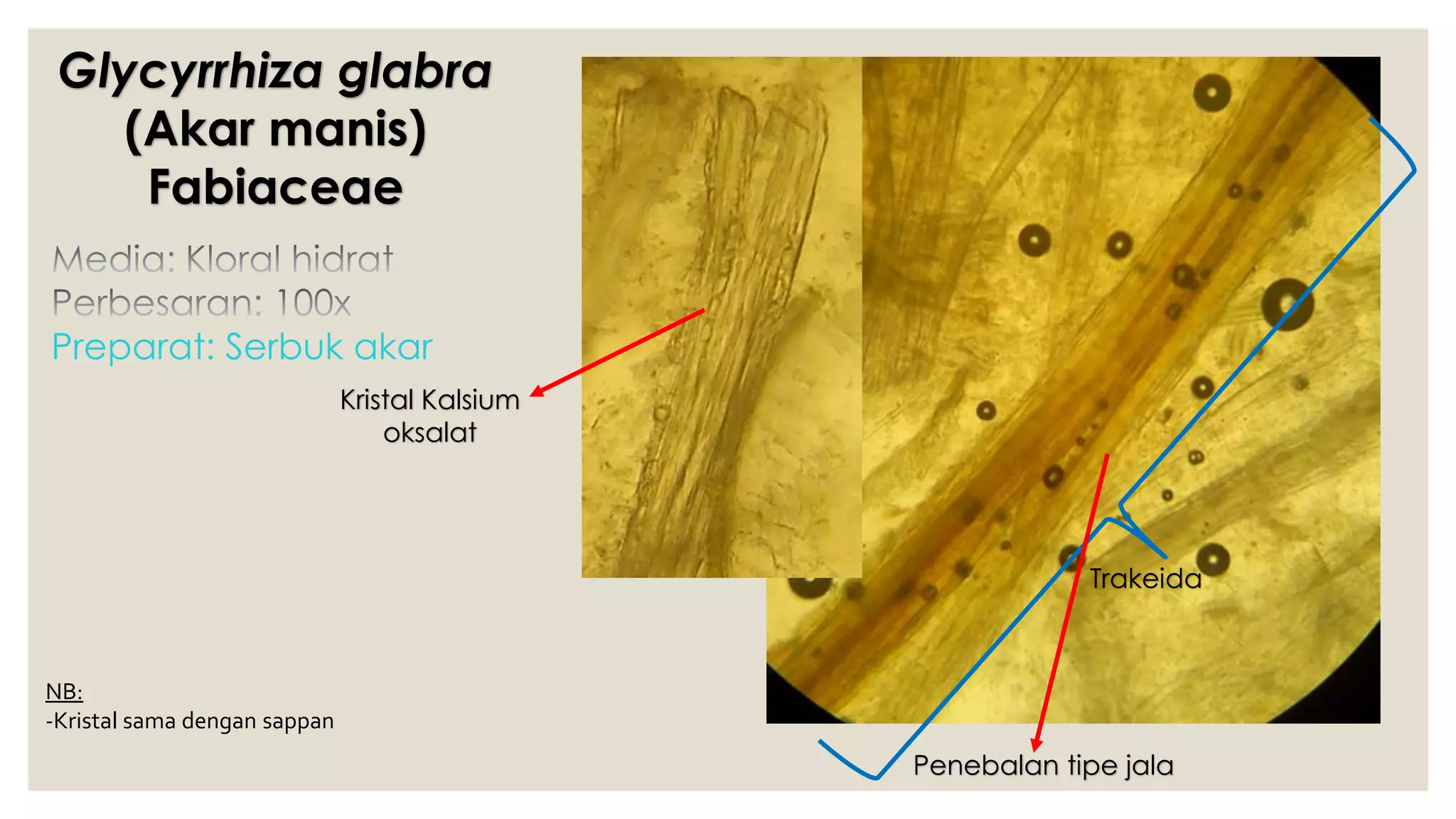 Praktikum Botani Farmasi | PPTX
