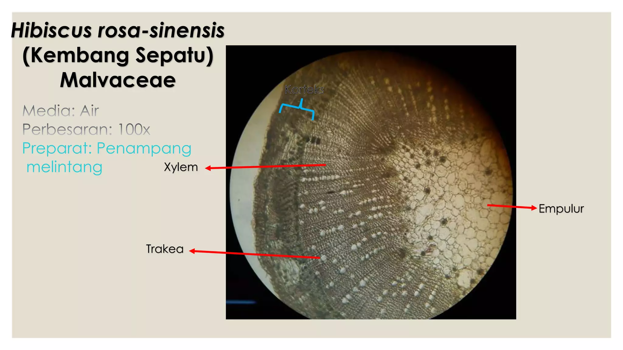Praktikum Botani Farmasi | PPTX