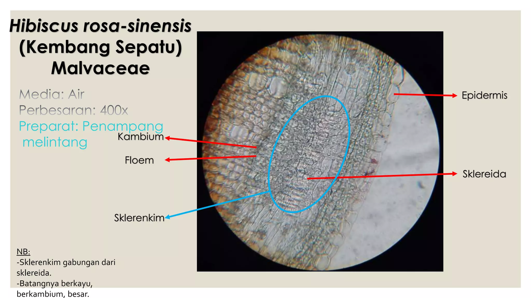 Praktikum Botani Farmasi | PPTX
