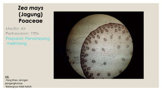 Praktikum Botani Farmasi | PPTX