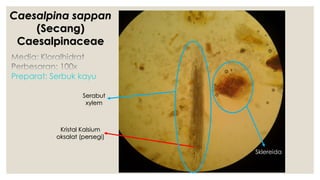 Praktikum Botani Farmasi | PPTX