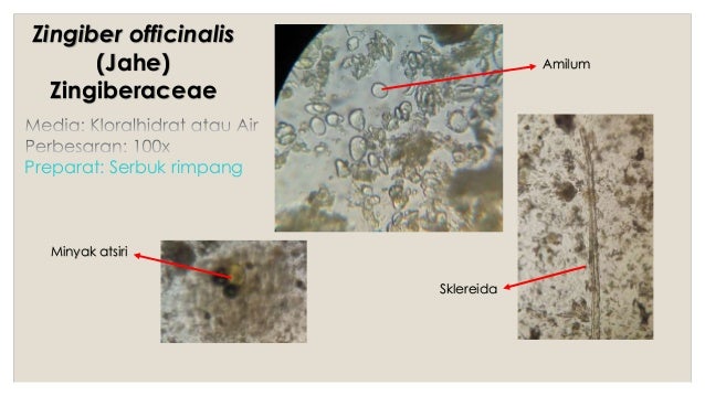 Praktikum Botani Farmasi