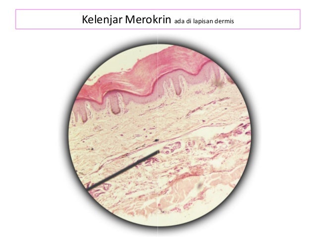 Praktikum histogi blok 20 integumen