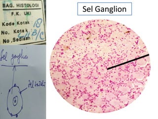 Praktikum Histologi Blok Neurologi | PDF