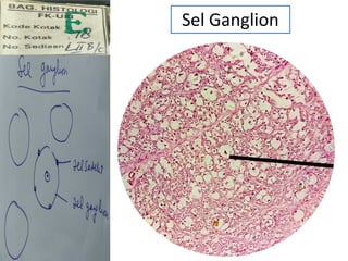 Praktikum Histologi Blok Neurologi | PDF