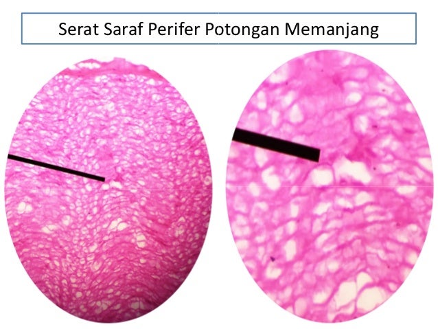 Praktikum Histologi Blok Neurologi