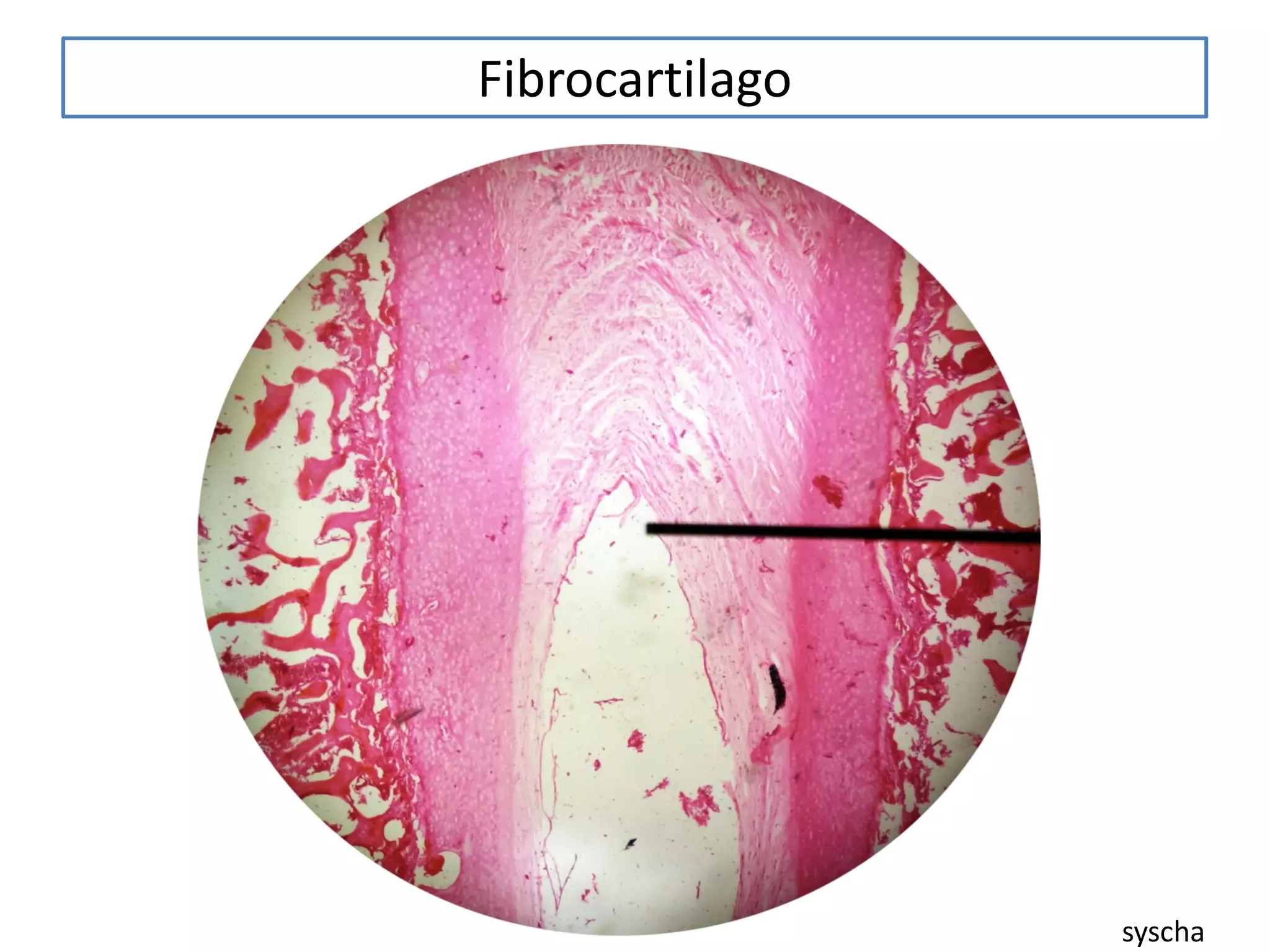 Praktikum histologi blok 17 | PDF