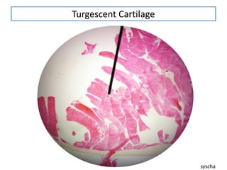 Praktikum histologi blok 17 | PDF