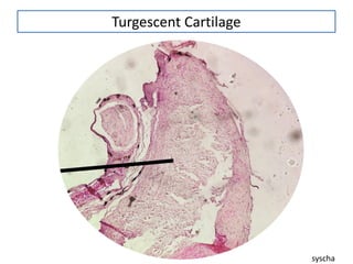 Praktikum histologi blok 17 | PDF