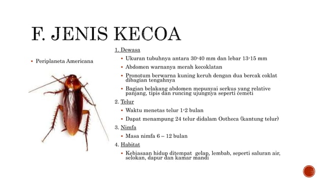 survey kepadatan kecoa | PPTX