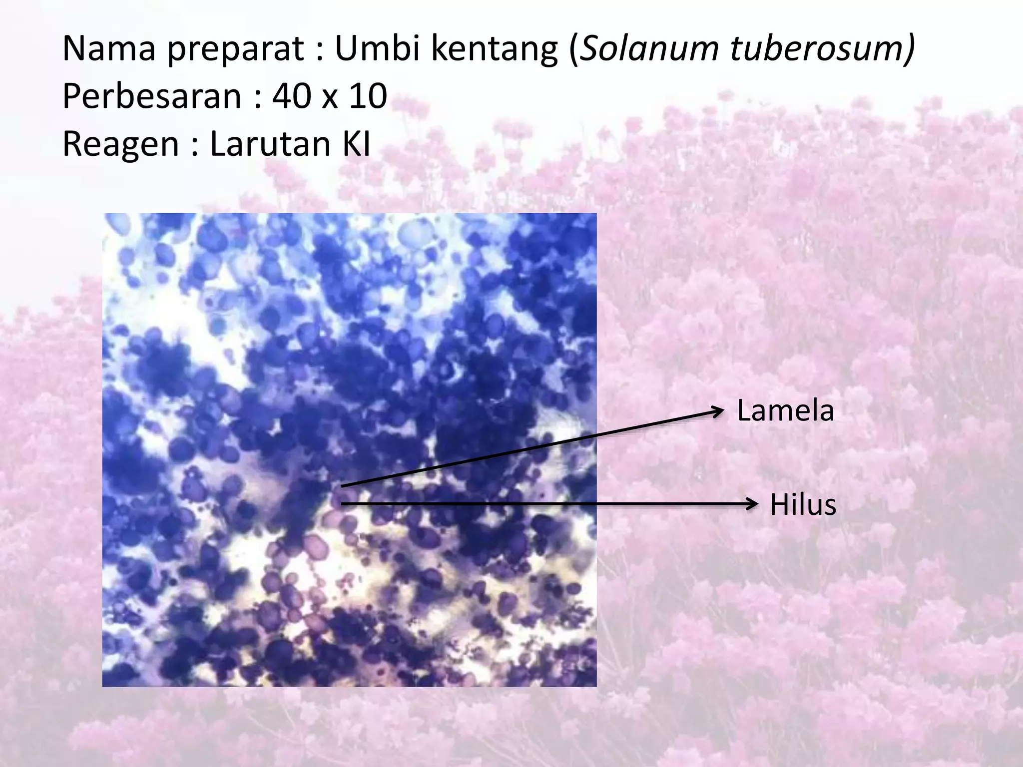 Praktikum ketiga kelompok 4 | PPTX