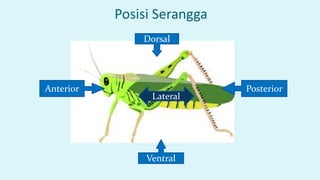 praktikum_meet 2 DDPT_morfologi Serangga dan Non Serangga.pptx