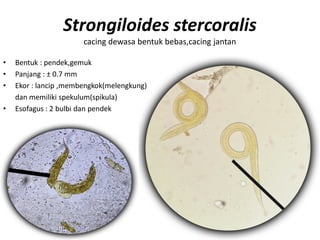 Praktikum parasitologi blok HIV/AIDS | PPT