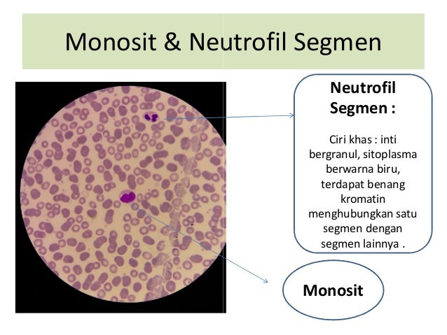 Praktikum patologi klinik blok 18